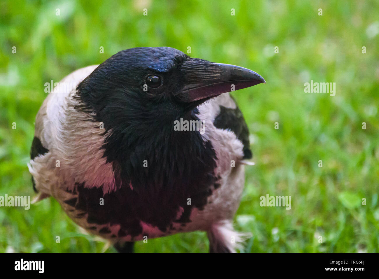 Hooded crow, Corvus cornix Stock Photo - Alamy