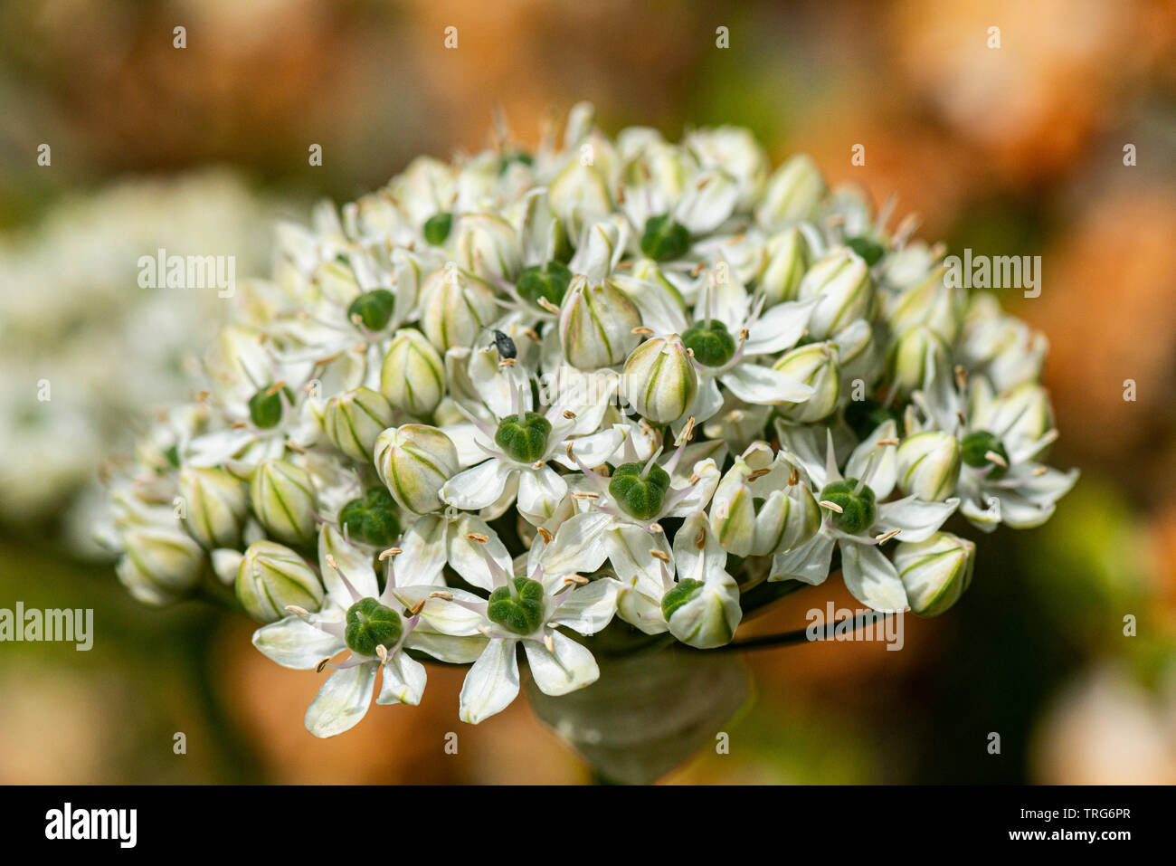 The flowers of a black garlic (Allium nigrum Stock Photo - Alamy