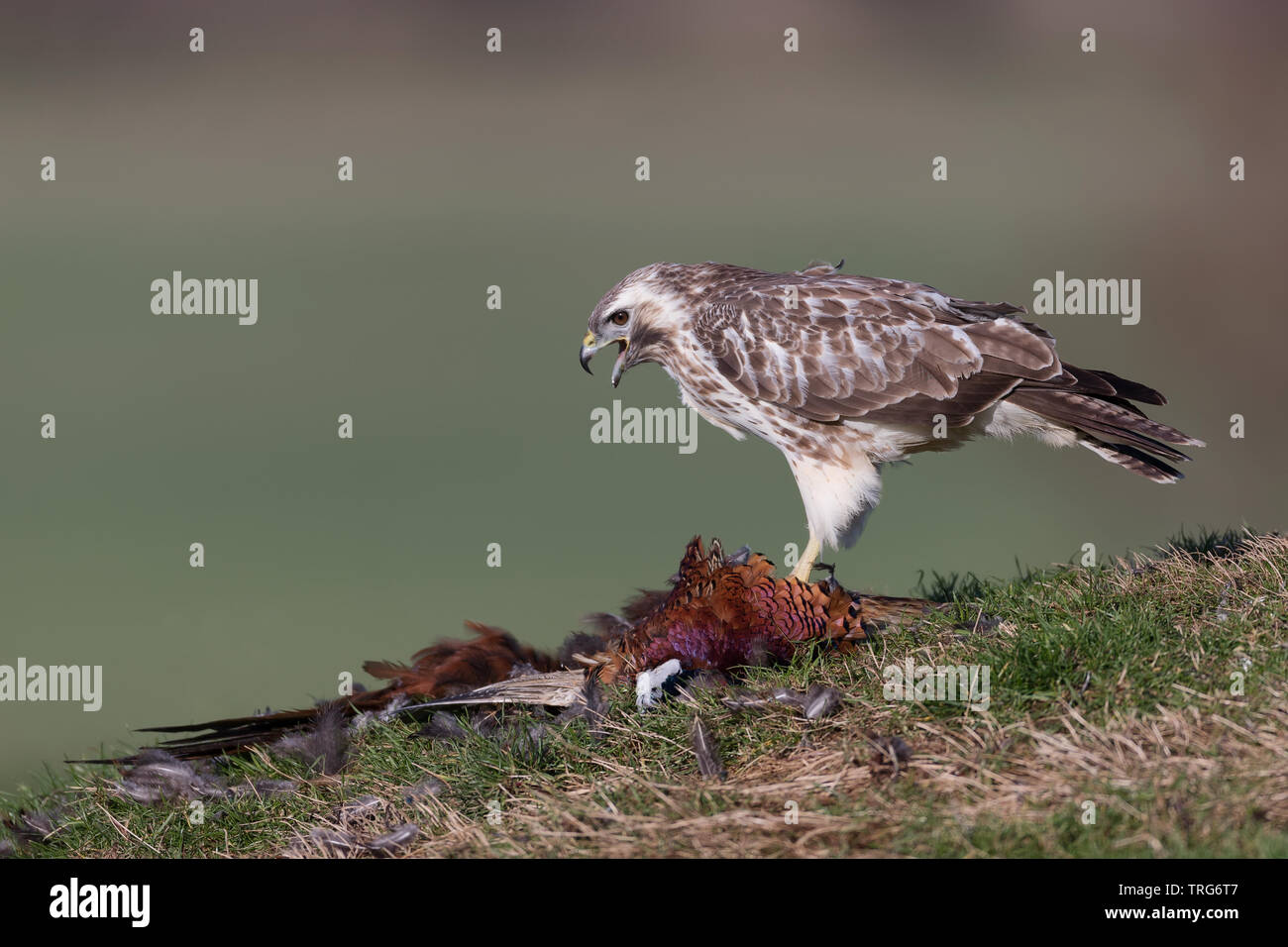 Buzzard bird feeding uk hi-res stock photography and images - Alamy