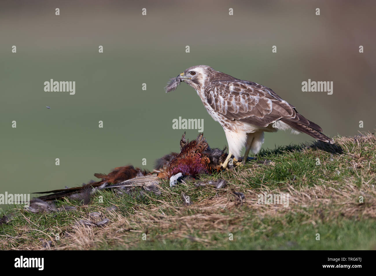 Buzzard bird feeding uk hi-res stock photography and images - Alamy