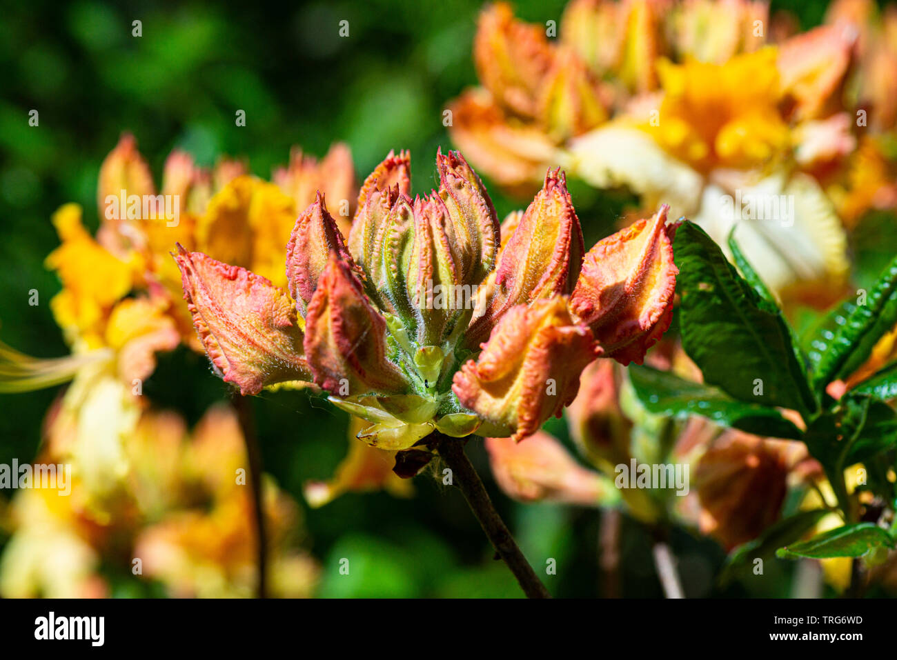 The buds of an azalea Stock Photo - Alamy