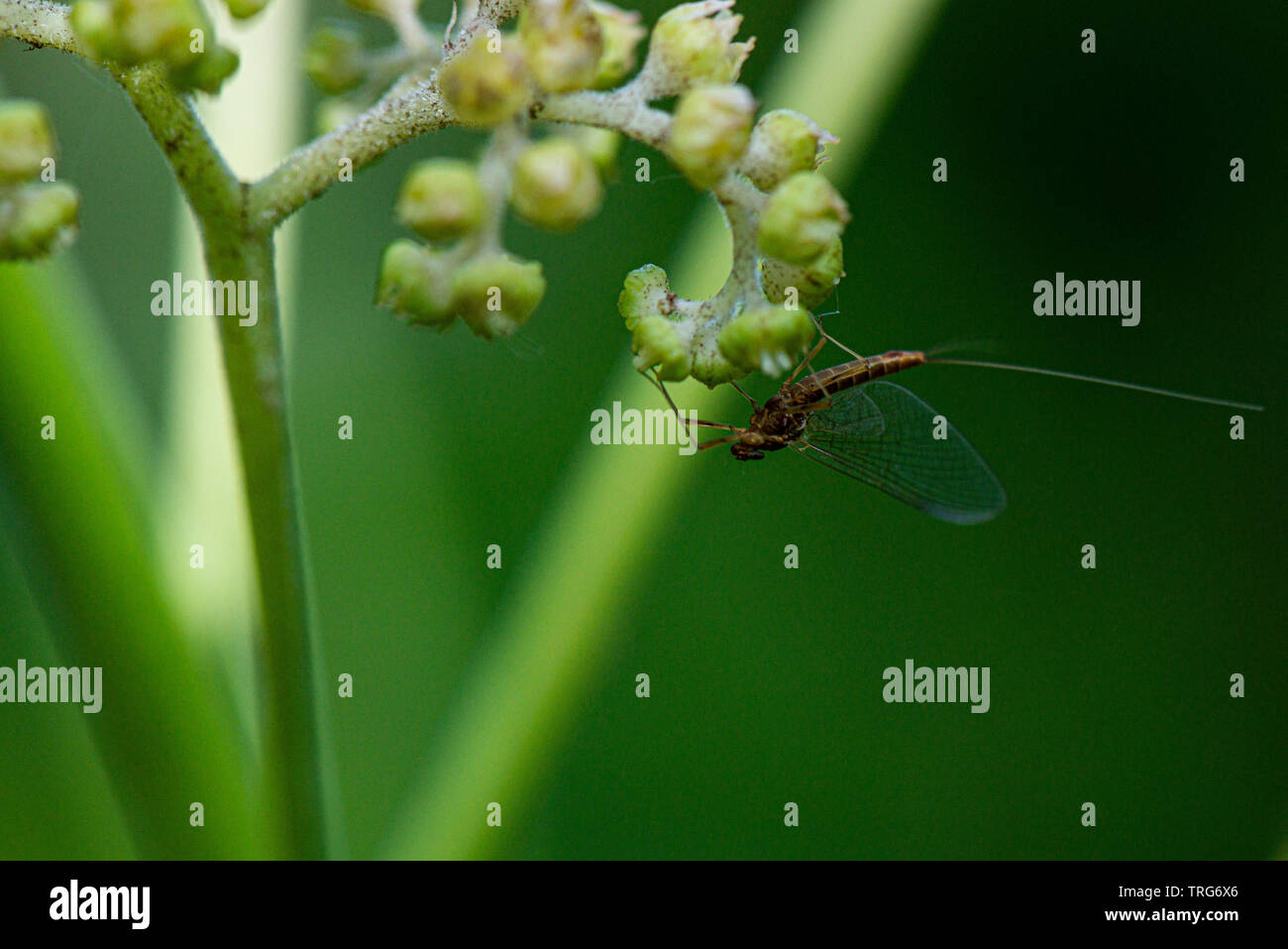 Mayfly wales hi-res stock photography and images - Alamy