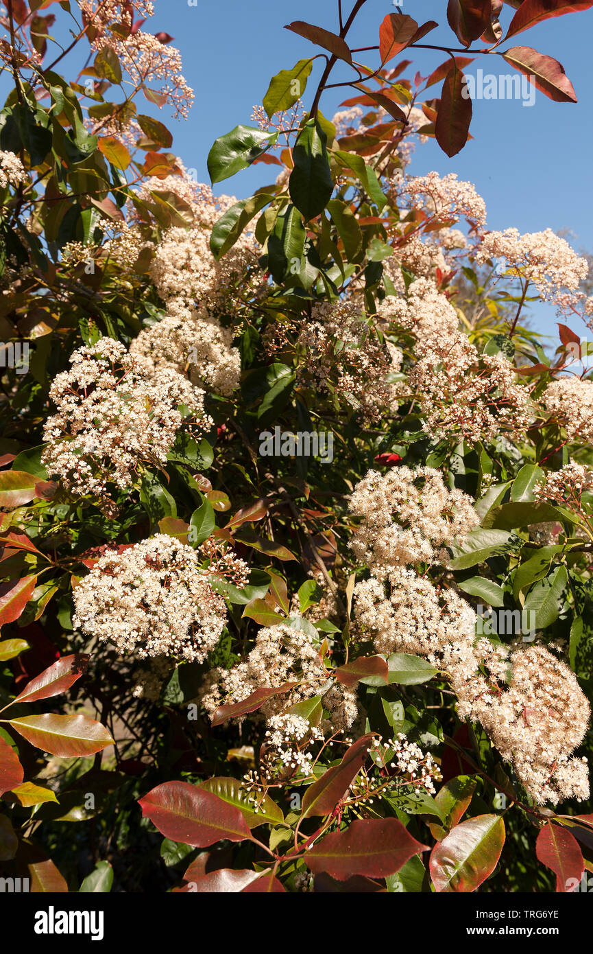 Attractive ivory white flowers of Red Robin, Photinia × fraseri, an ...