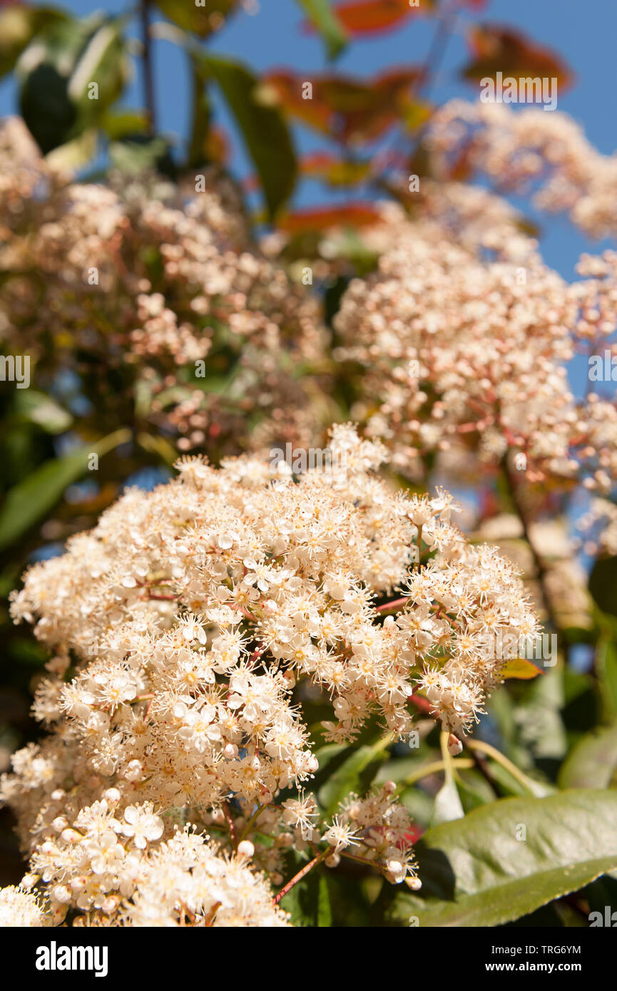 Attractive ivory white flowers of Red Robin, Photinia × fraseri, an ...
