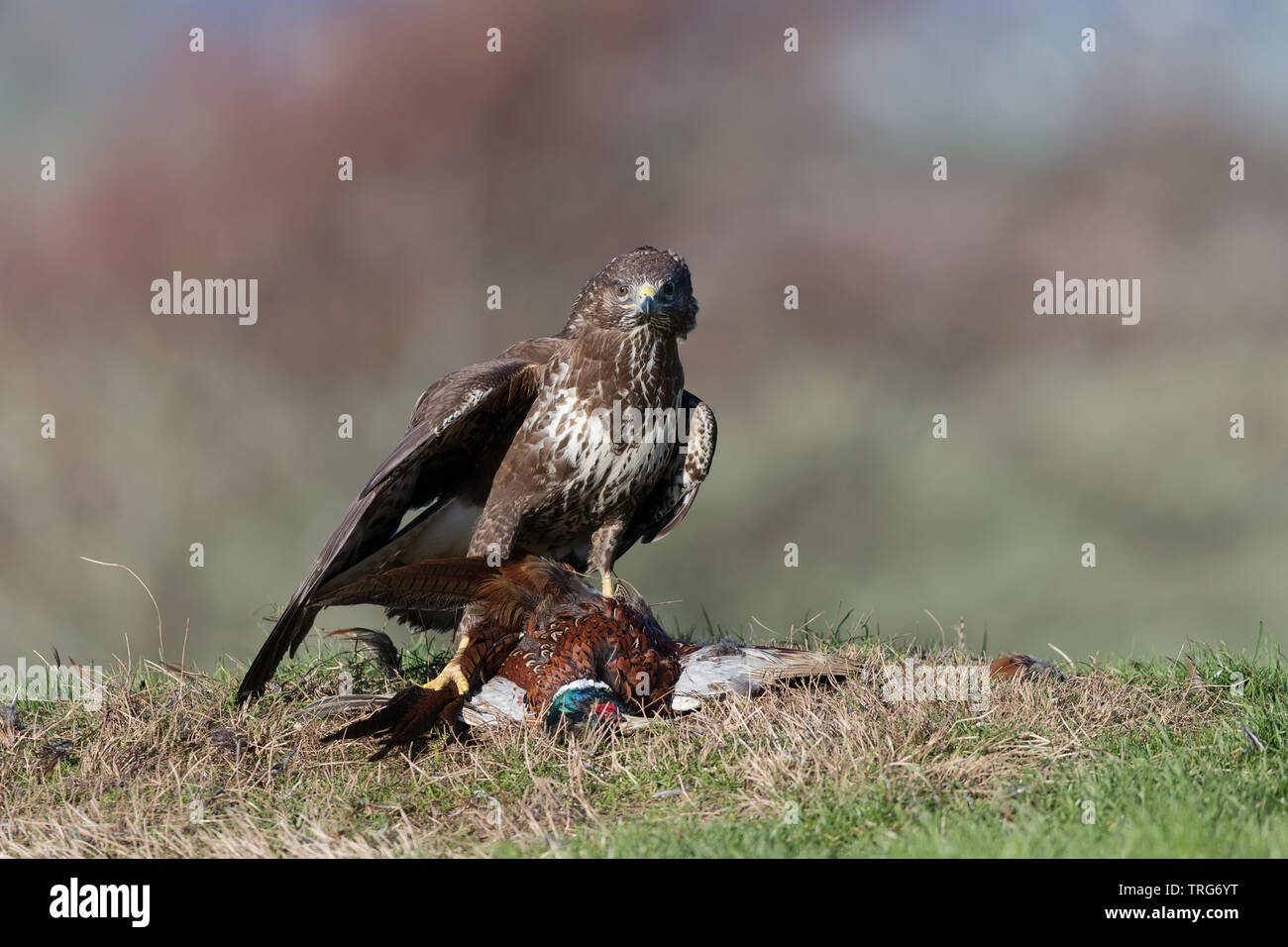 Common Buzzard (Buteo buteo) feeding and protecting prey Stock Photo ...