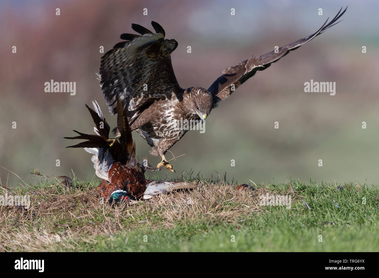 Buzzard uk pheasant hi-res stock photography and images - Alamy