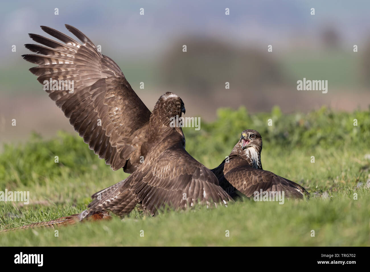 Buzzards uk hi-res stock photography and images - Alamy