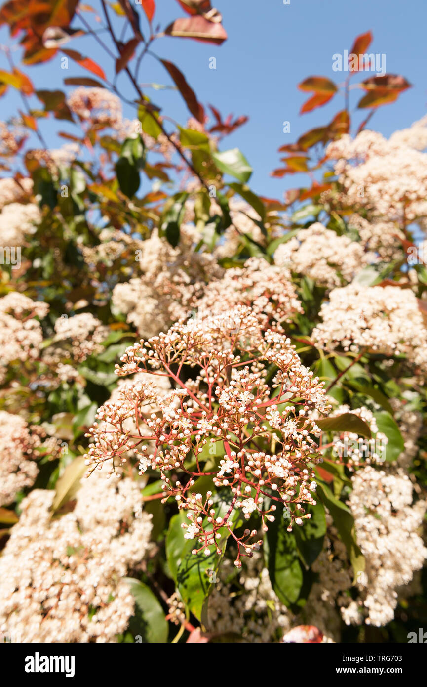 Attractive ivory white flowers of Red Robin, Photinia × fraseri, an ...