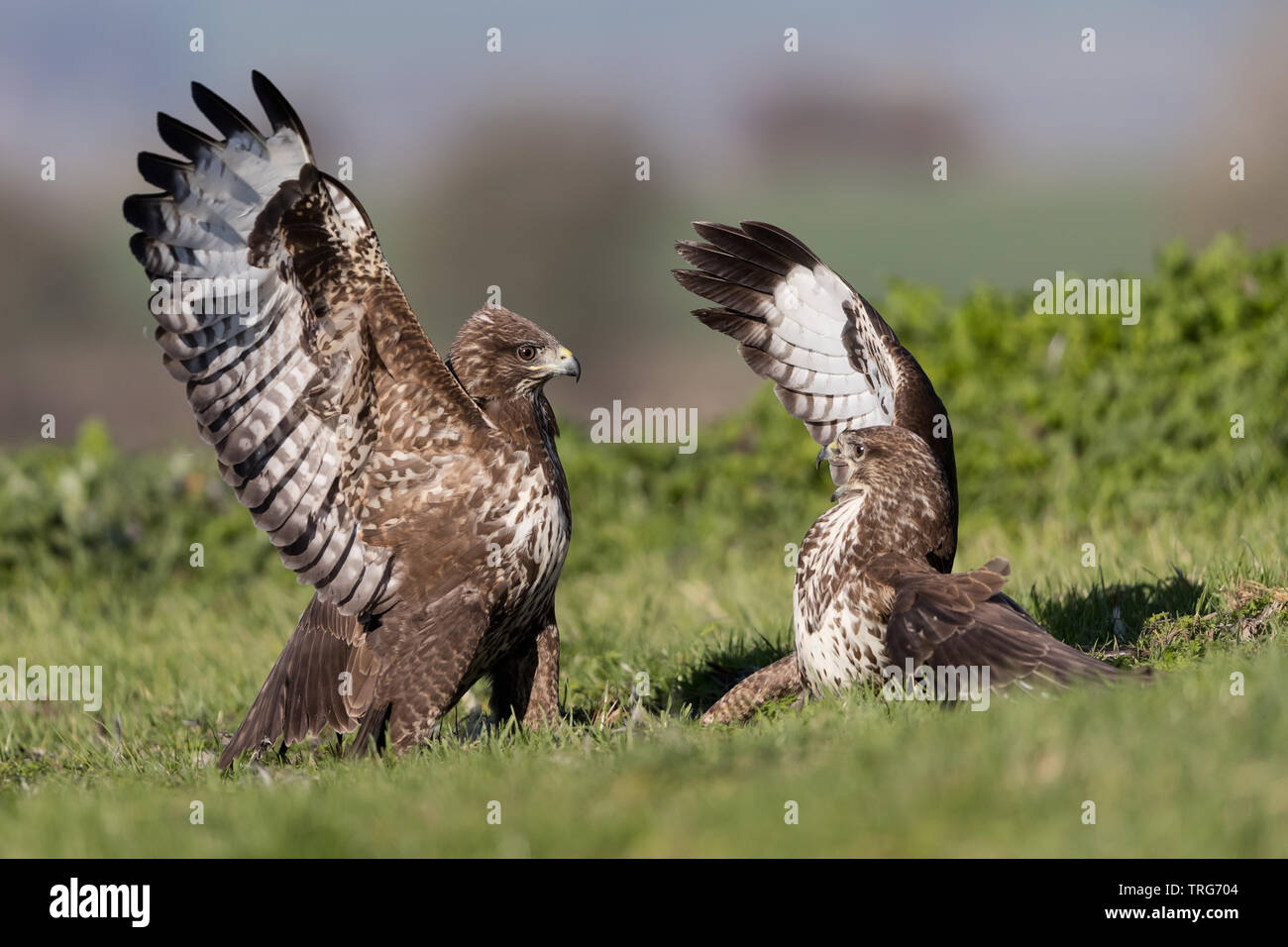 Common Buzzards (Buteo buteo) fighting over prey Stock Photo - Alamy