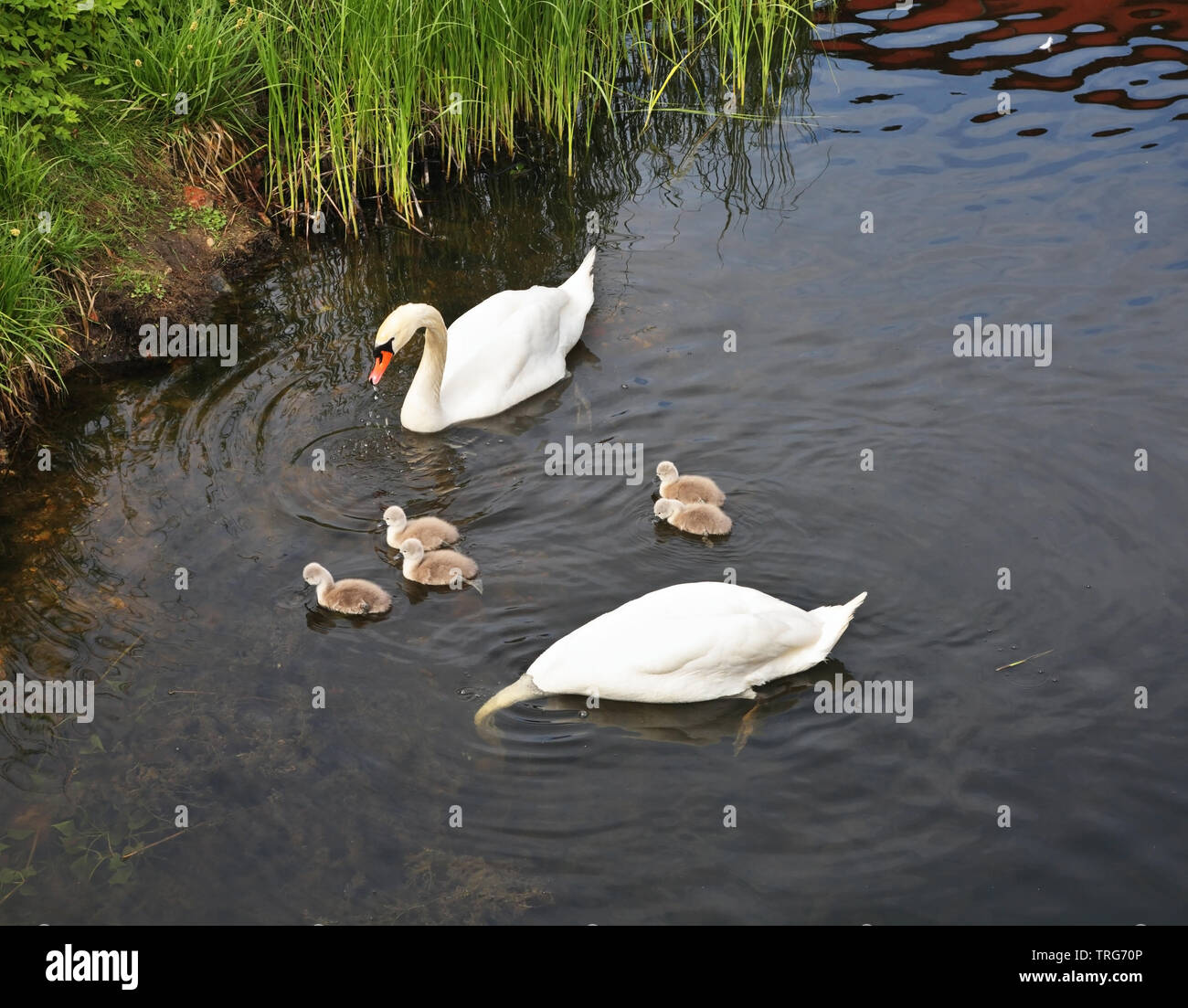 Swans at moat of Malmo castle. Sweden Stock Photo - Alamy