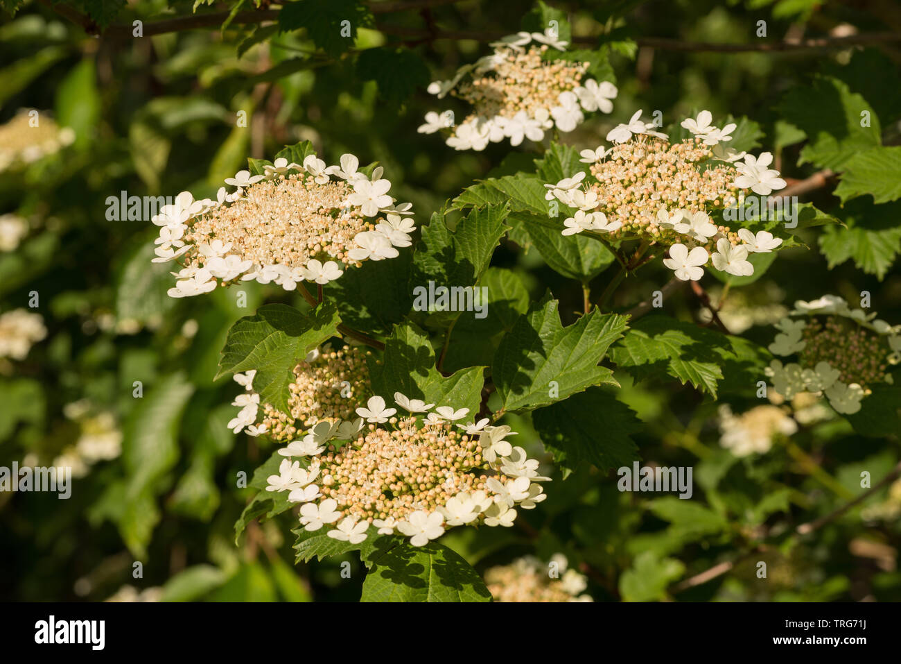 Like hydrangea flowers, the Guelder-rose Compactum, Viburnum opulus ...