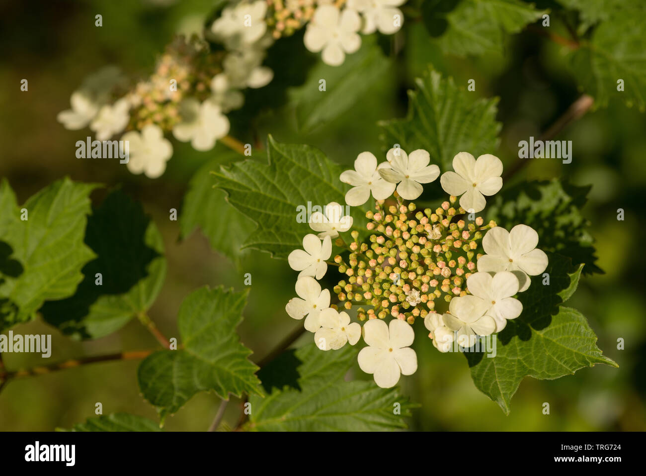 Like hydrangea flowers, the Guelder-rose Compactum, Viburnum opulus ...