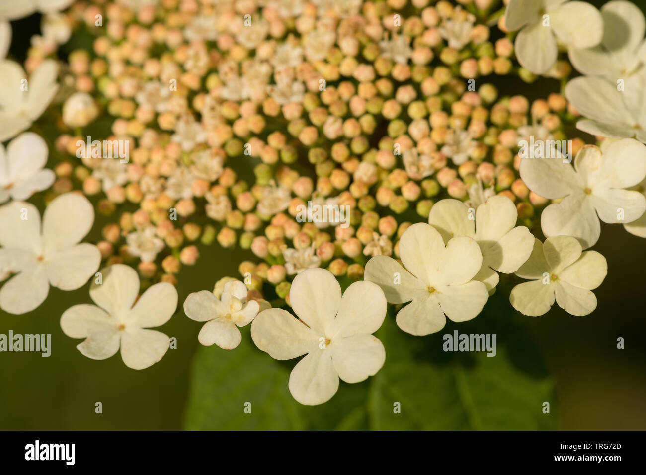 Like hydrangea flowers, the Guelder-rose Compactum, Viburnum opulus ...