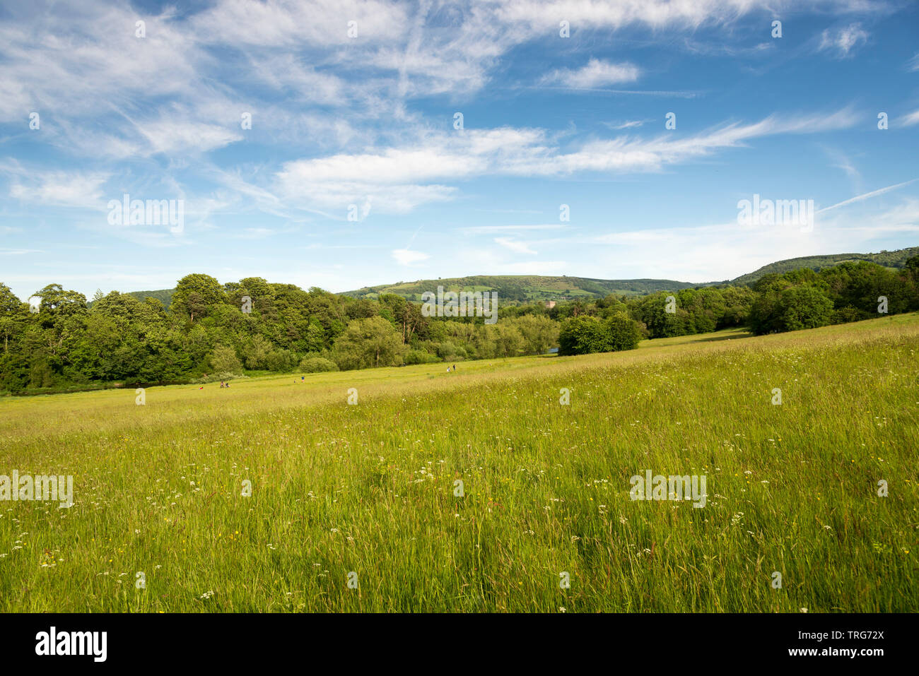 The Warren, a meadow, at Hay-On-Wye on a sunny afternoon with wispy ...