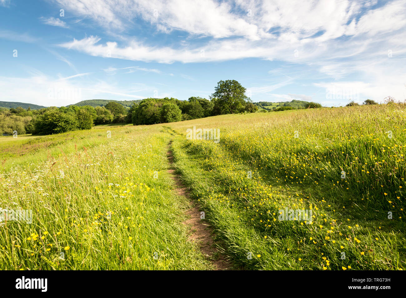 Wispy flowers hi-res stock photography and images - Alamy