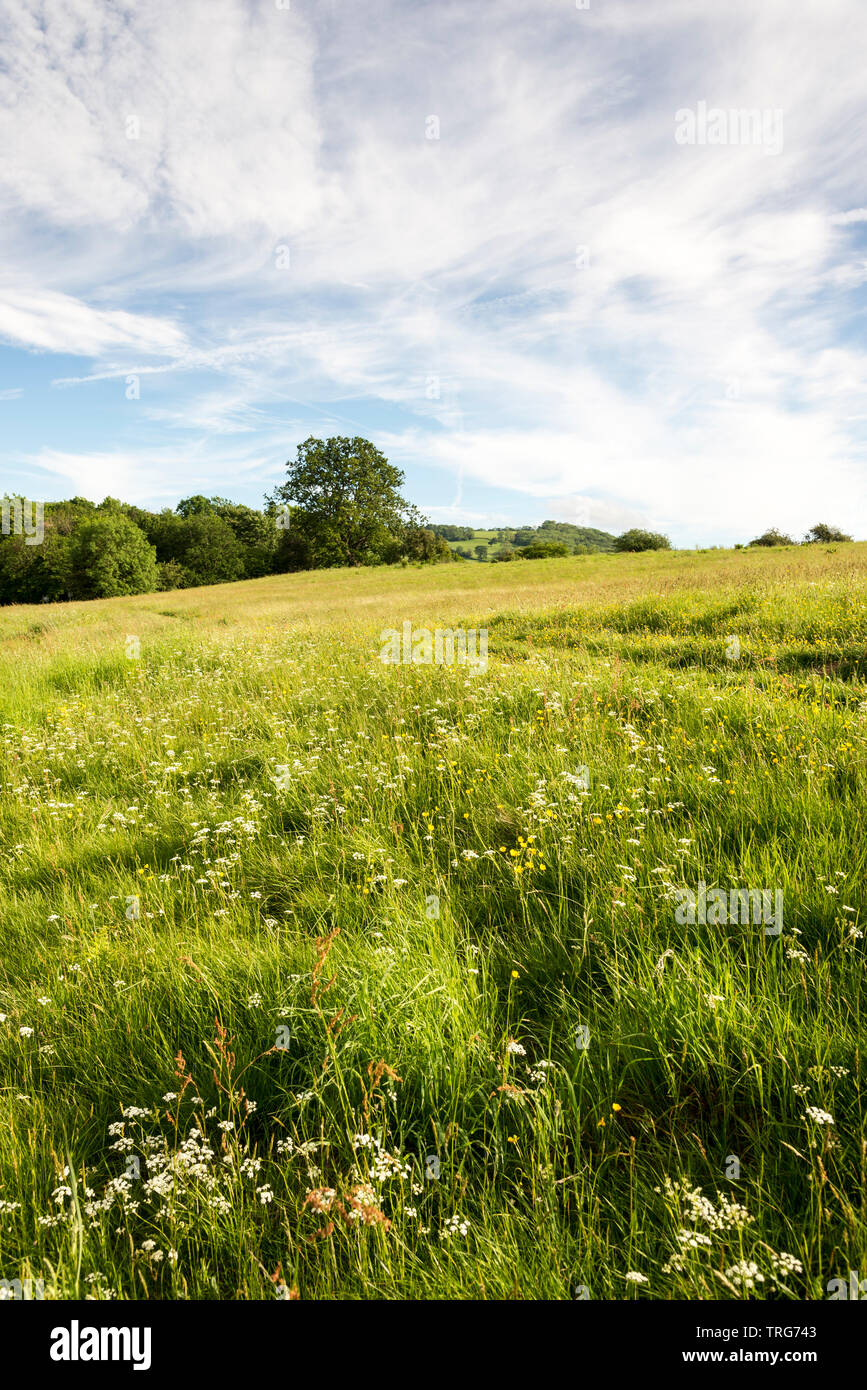British meadow flowers hi-res stock photography and images - Alamy