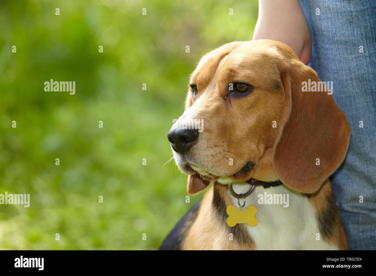 Beagle profile hi-res stock photography and images - Alamy