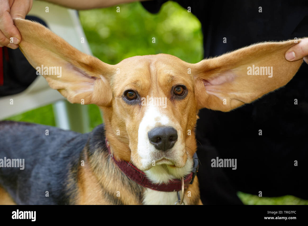Floppy ear canine hi-res stock photography and images - Alamy
