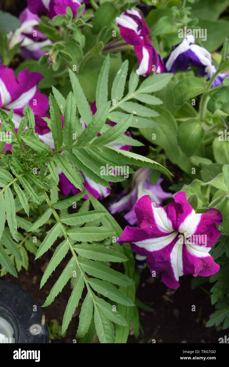 Flowers full of colours Stock Photo - Alamy