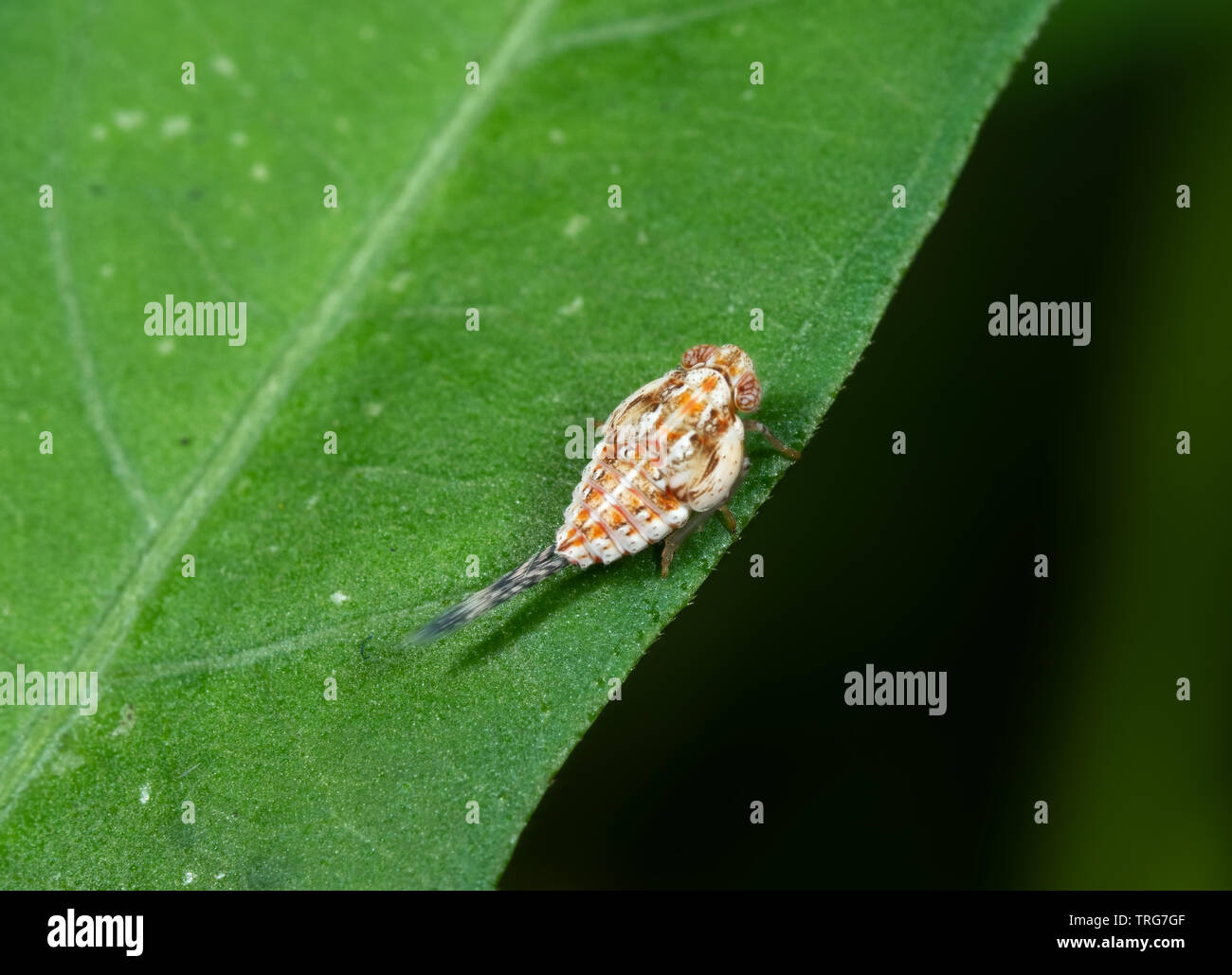 Macro Photography of Planthopper on Green Leaf Stock Photo - Alamy