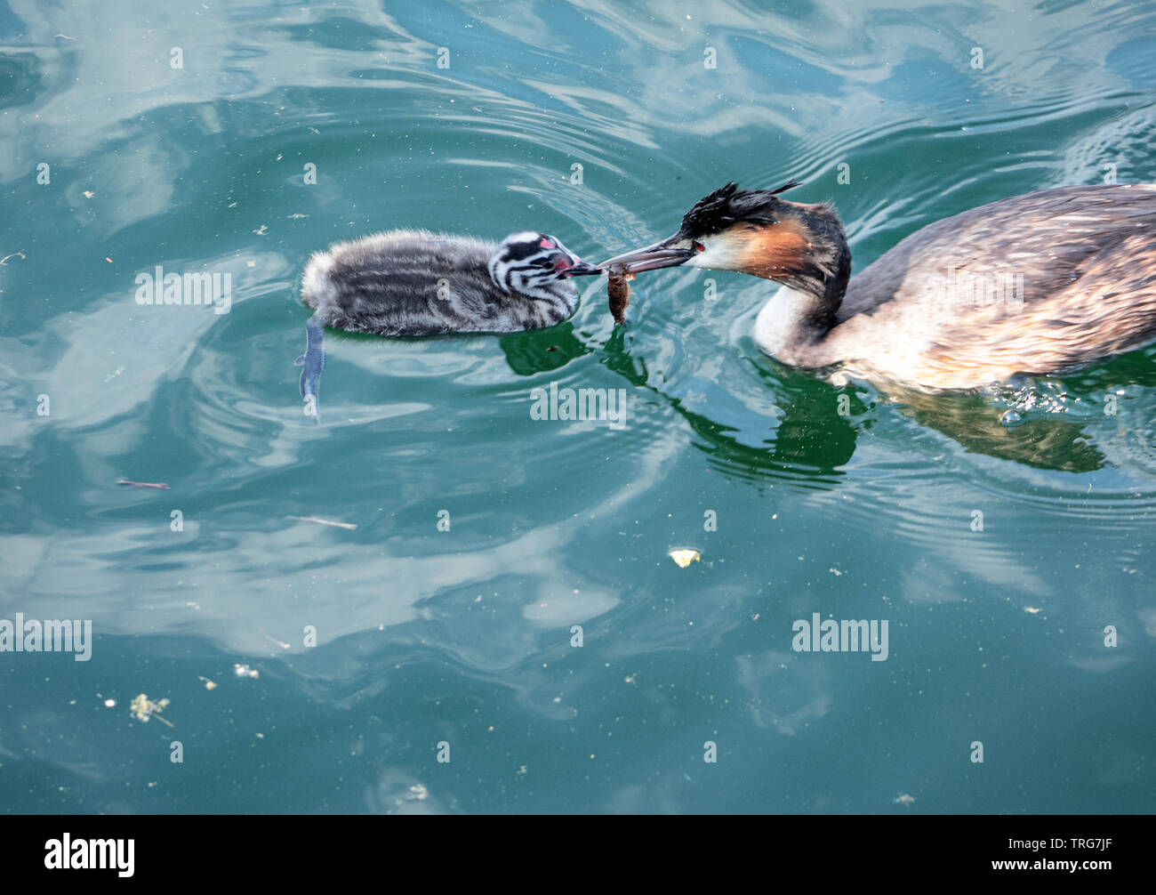 wild bird while feeding a chick with a freshly caught fish Stock Photo ...