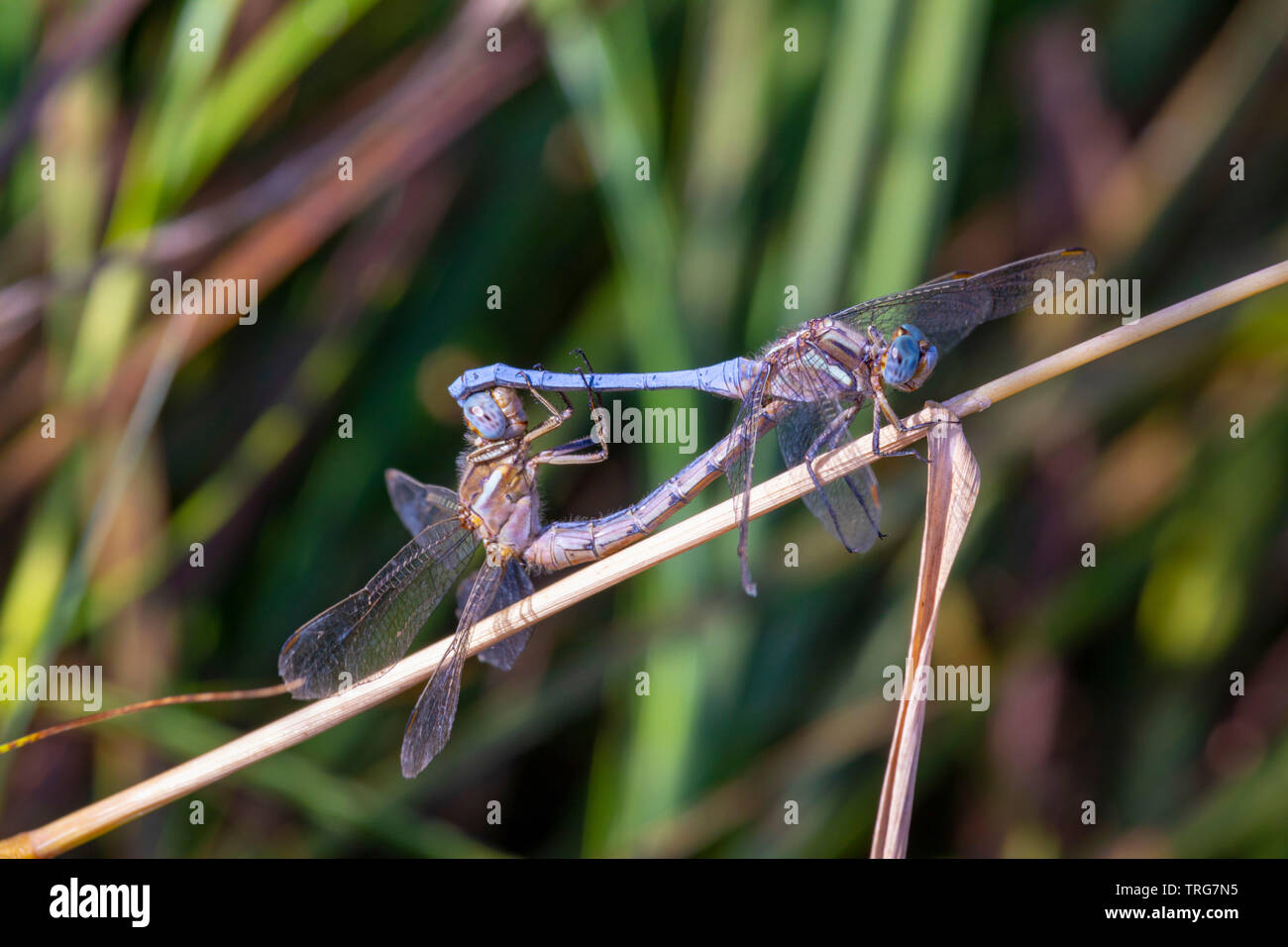 Dragonflies have 4 wings hi-res stock photography and images - Alamy