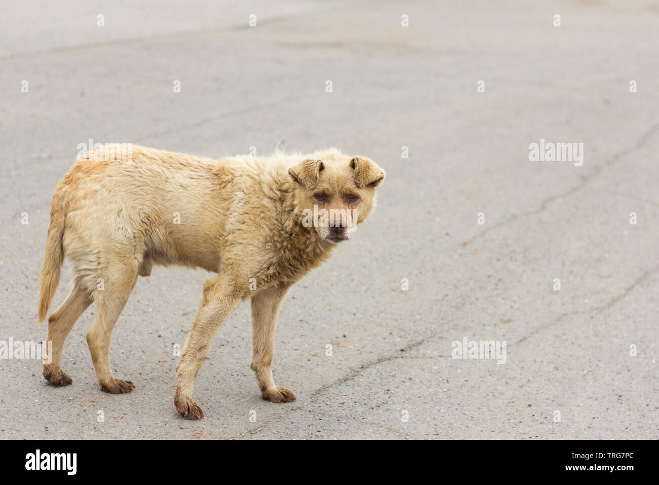 homeless beige dog with sad eyes looking at the camera Stock Photo - Alamy