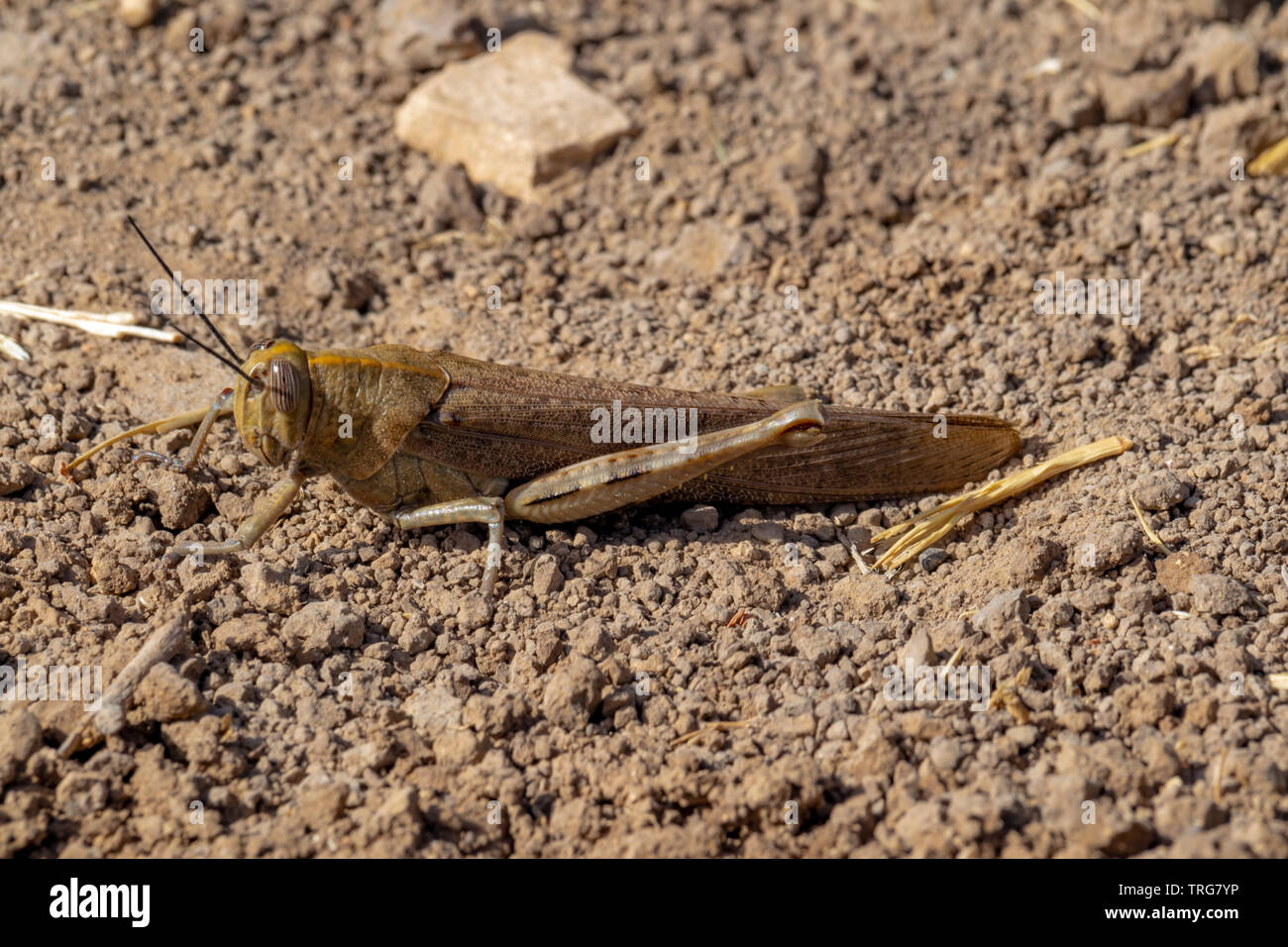 a female locust lying eggs in the dry soil Stock Photo - Alamy