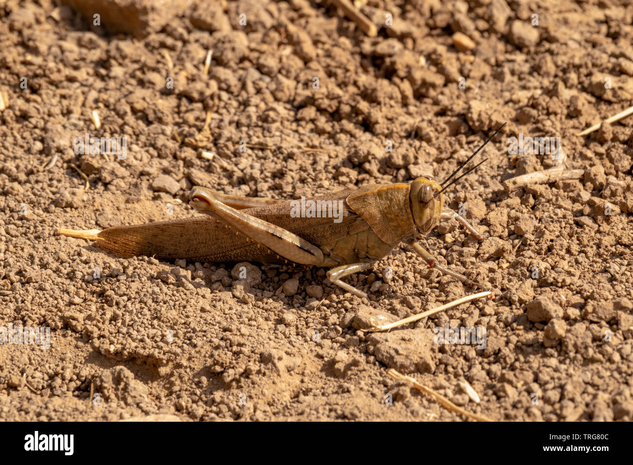 a female locust lying eggs in the dry soil Stock Photo - Alamy