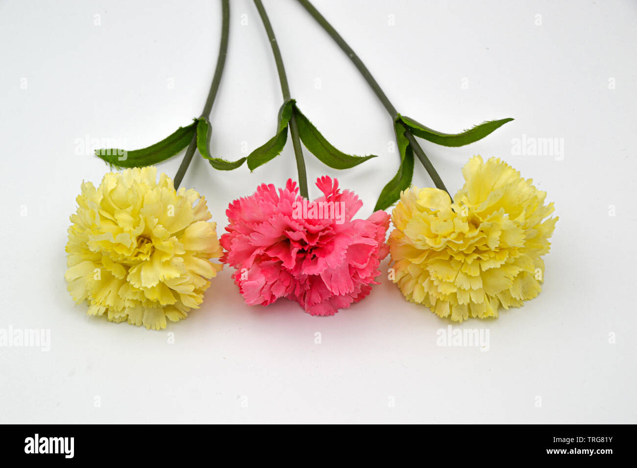 The carnations form a plant genus in the family of the carnation family ...