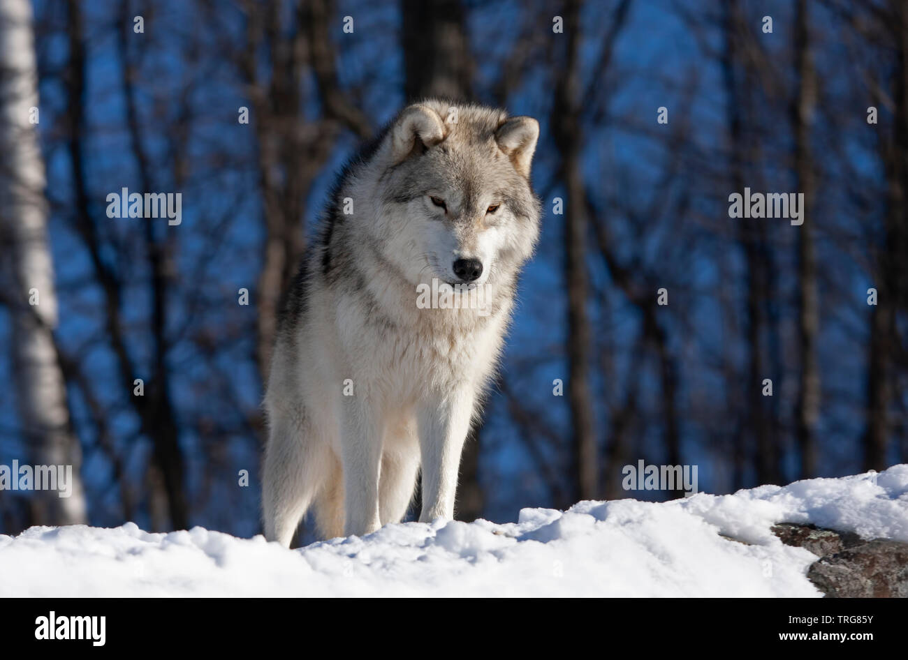 Portrait of a lone Arctic wolf standing on a rocky cliff looking over ...