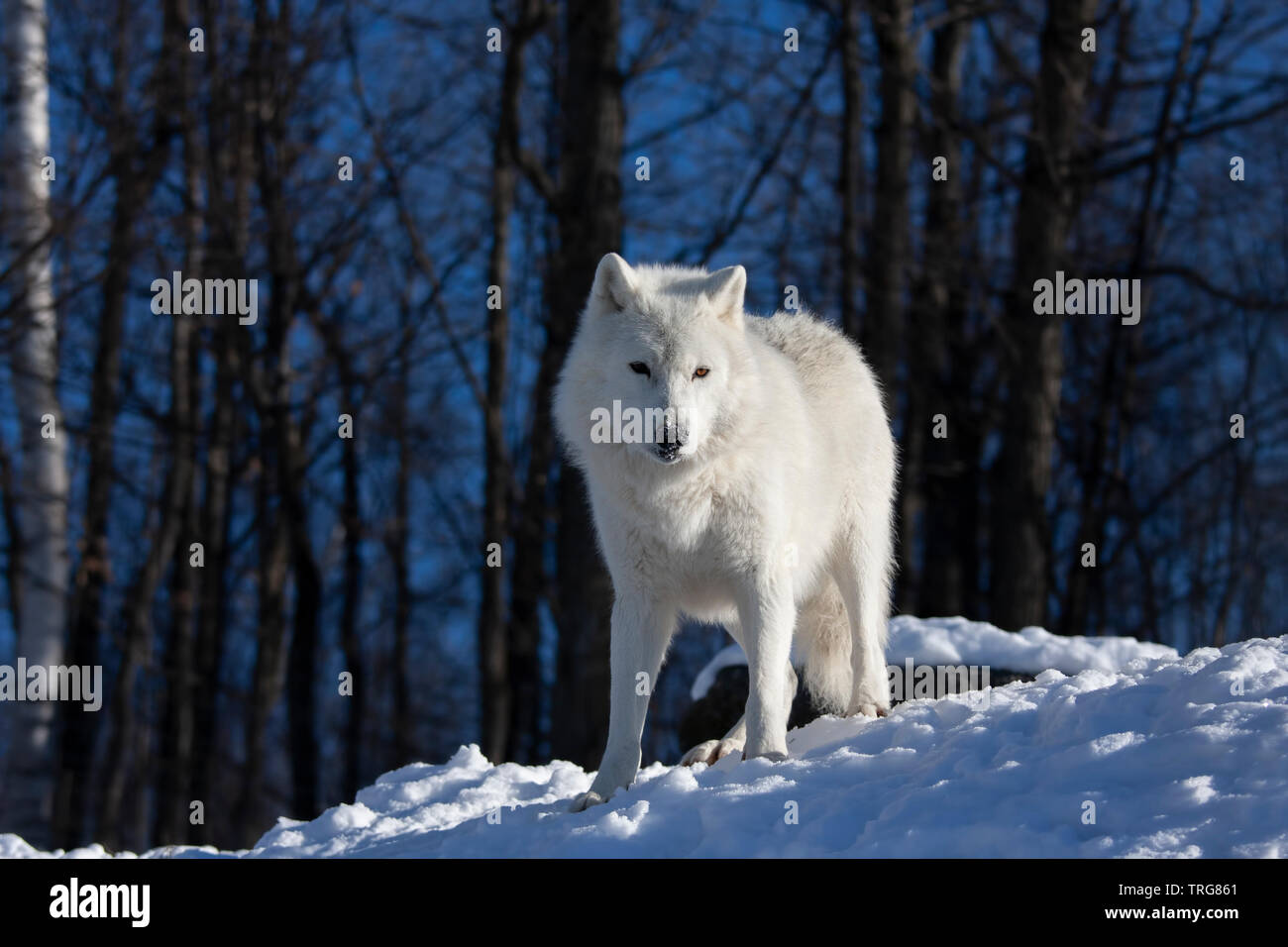 Portrait of a lone Arctic wolf standing on a rocky cliff looking over ...