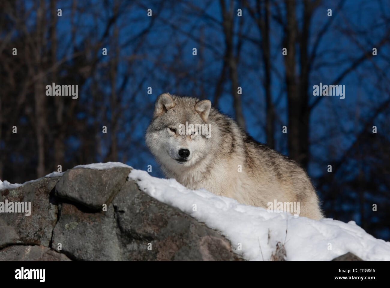 Portrait of a lone Arctic wolf standing on a rocky cliff looking over ...