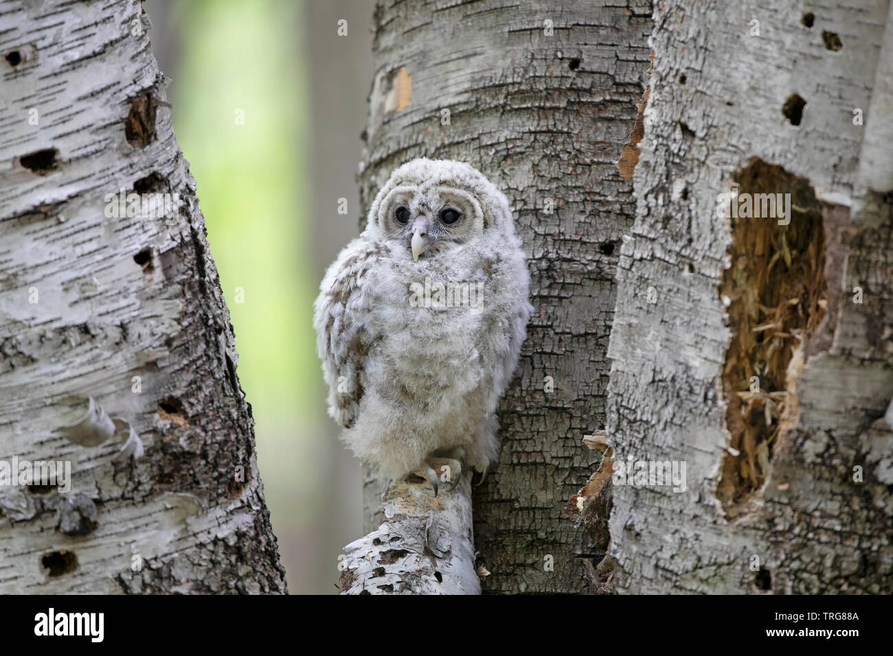 Barred owl owlet perched on some birch trees in the forest in Canada ...