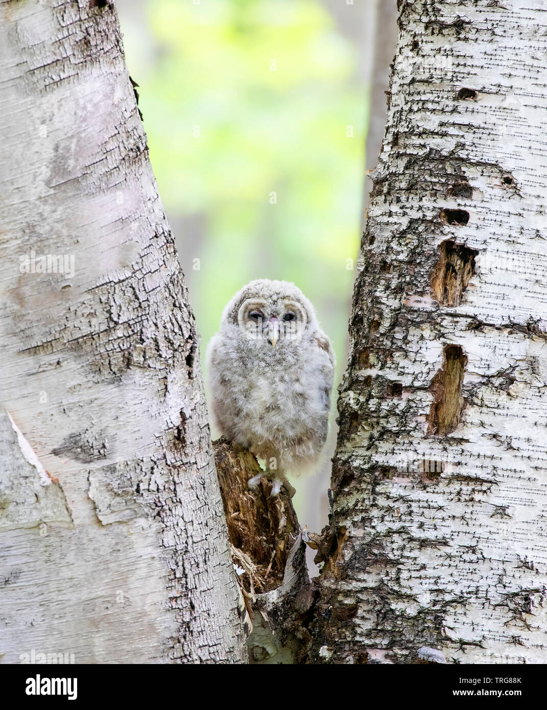 Barred owlet hi-res stock photography and images - Alamy