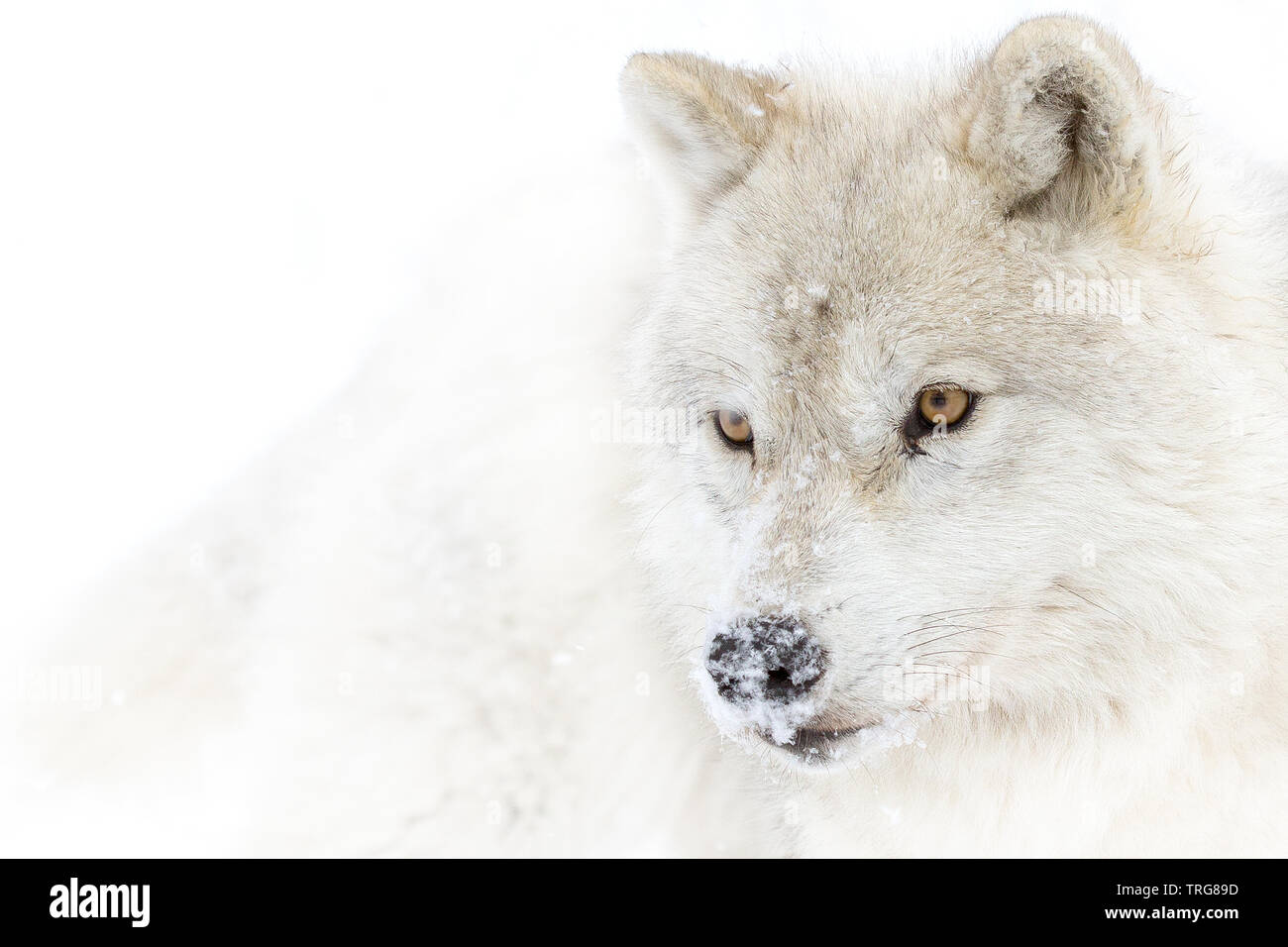 Wolf nose hi-res stock photography and images - Alamy