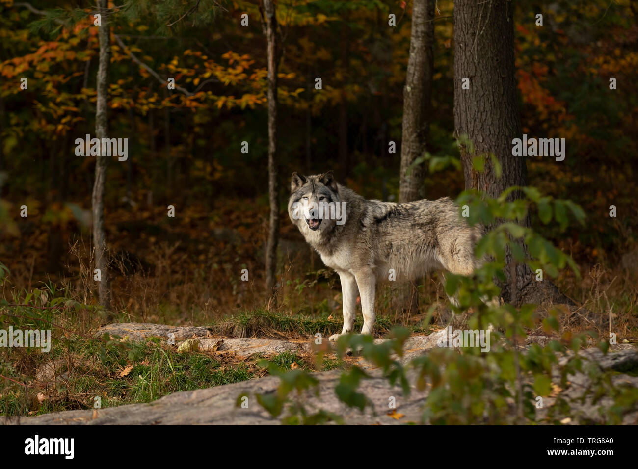 A lone Timber wolf or Grey Wolf Canis lupus standing on a rocky cliff ...
