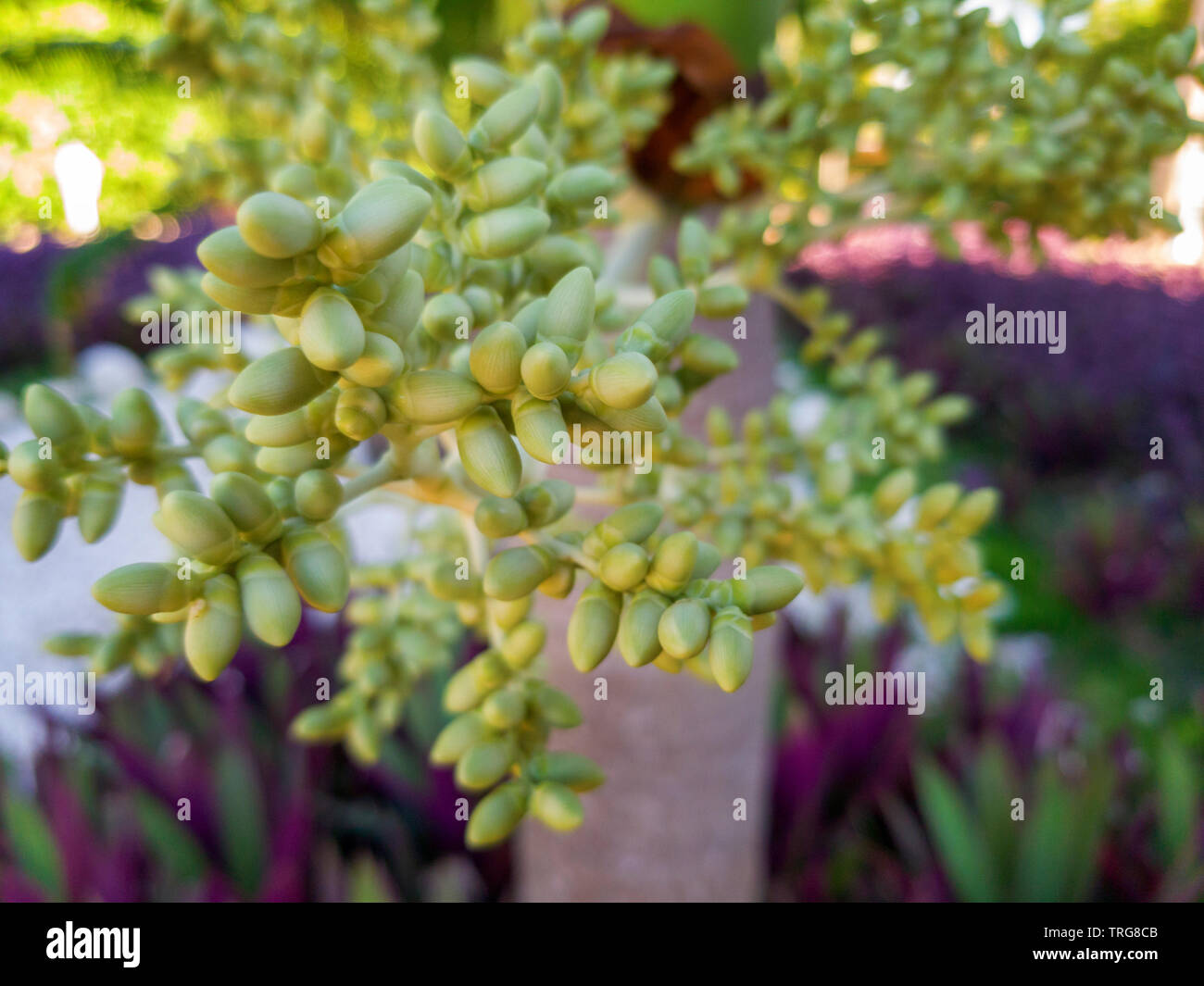 Detailed photo of palm fruit Stock Photo - Alamy