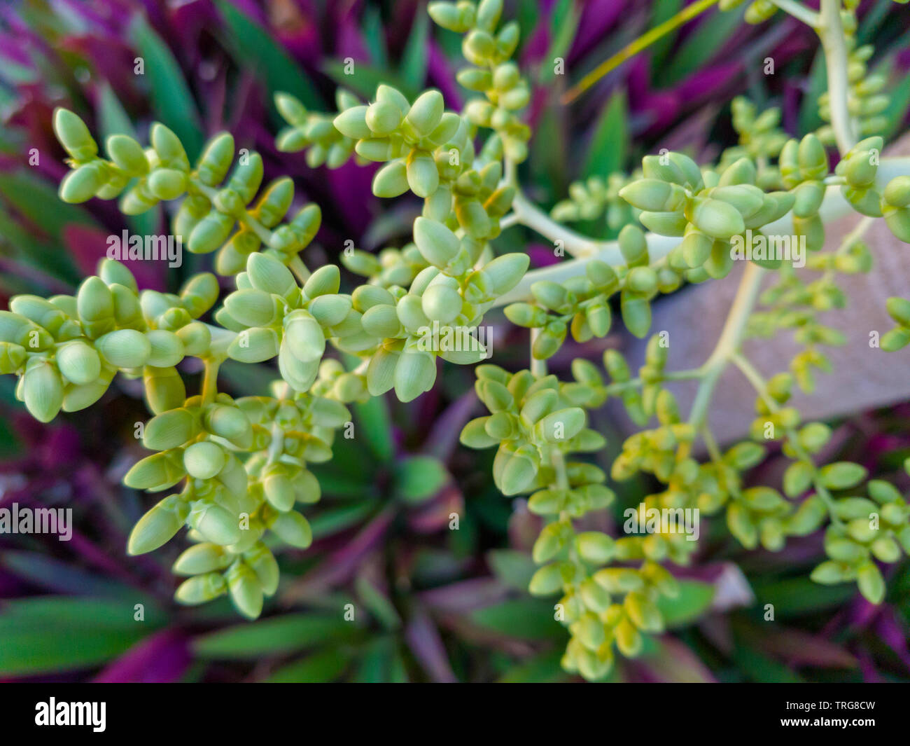 Detailed photo of palm fruit Stock Photo - Alamy