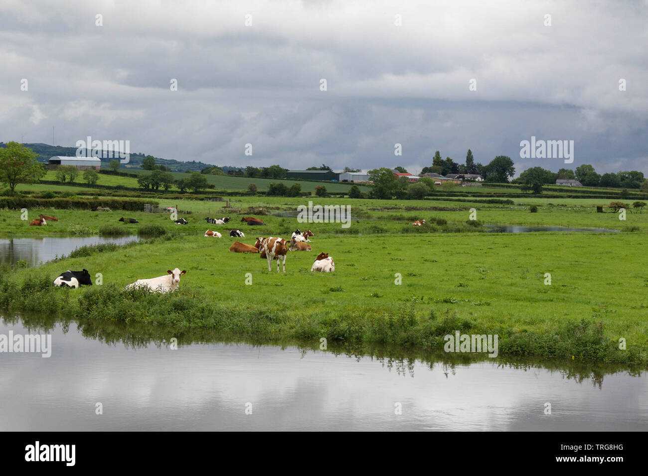 Moira, County Down, Northern Ireland. 05th June 2019. UK weather - low ...