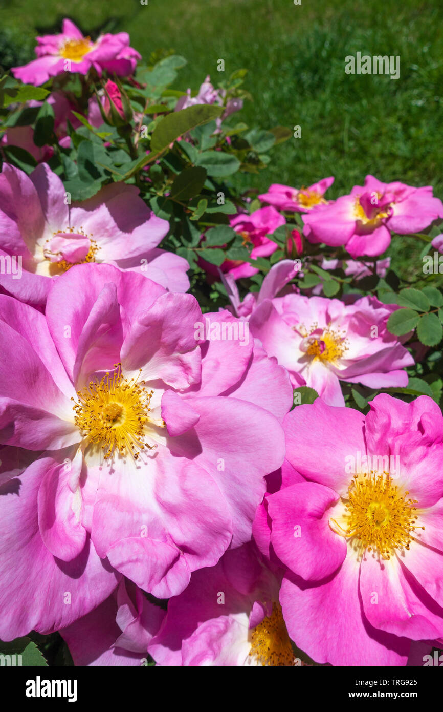 Rosa park hi-res stock photography and images - Alamy