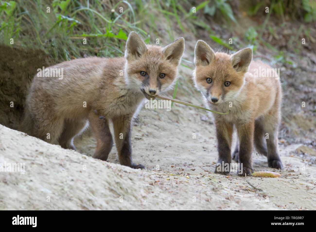 Fox nest hi-res stock photography and images - Alamy