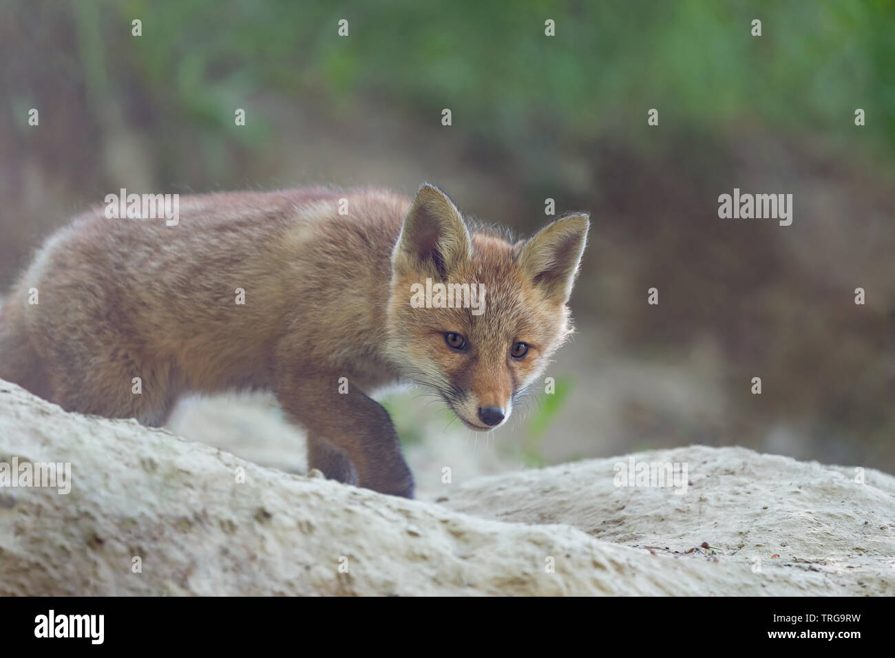 Rara national park hi-res stock photography and images - Alamy