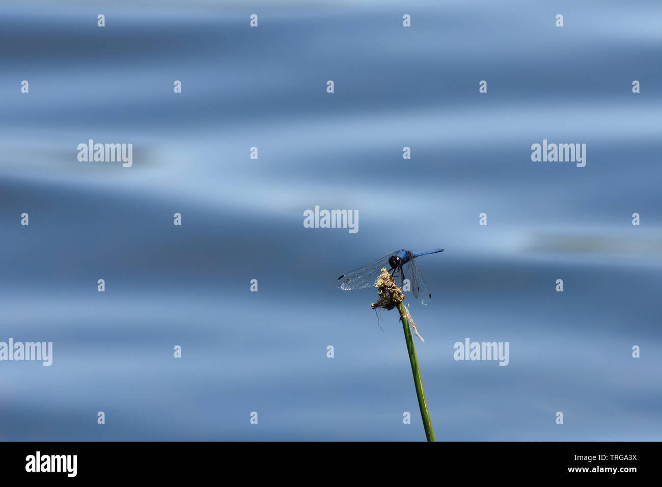 Dorsal Dropwing Dragonfly Lakeside On Sedge (Trithemis dorsalis Stock ...
