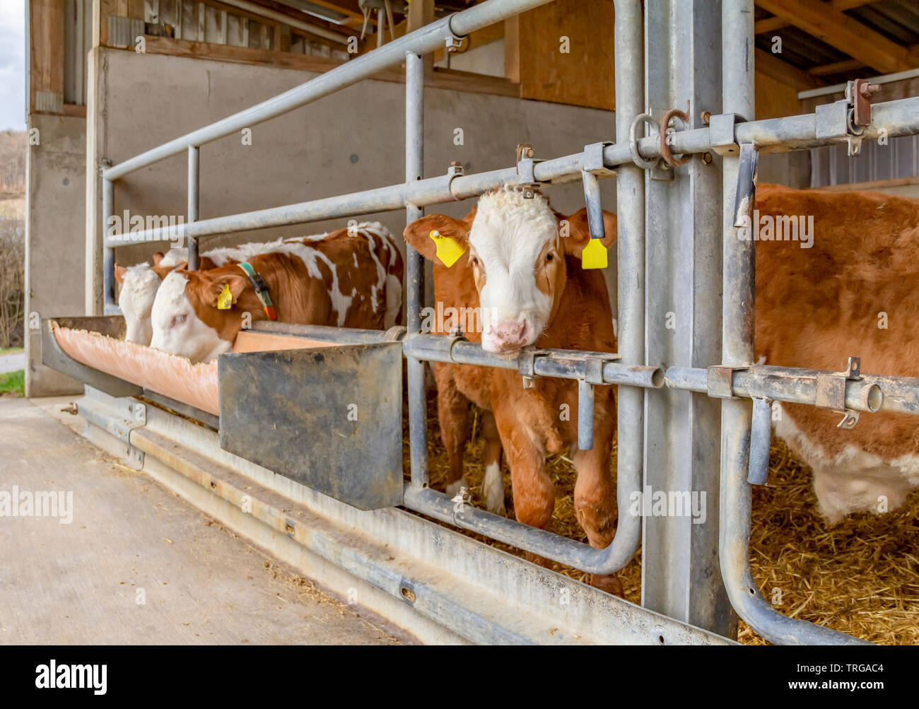 some cattle at feed in a barn in sunny ambiance seen in Southern ...