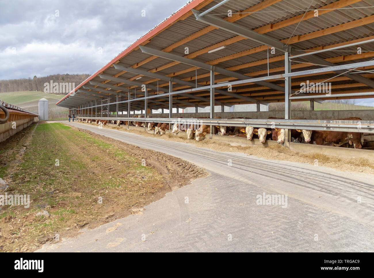 some cattle at feed in a barn in sunny ambiance seen in Southern ...