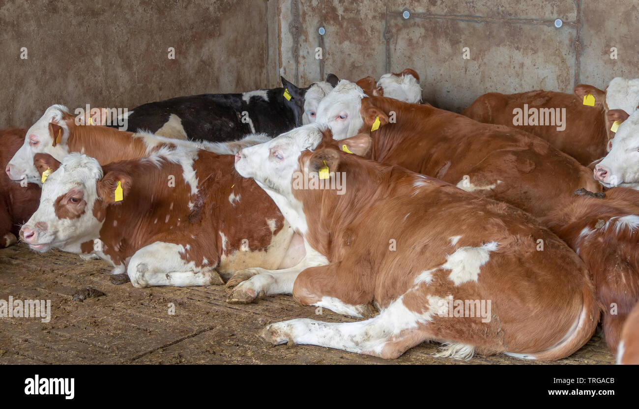 some cattle resting in a stable seen in Southern Germany Stock Photo ...