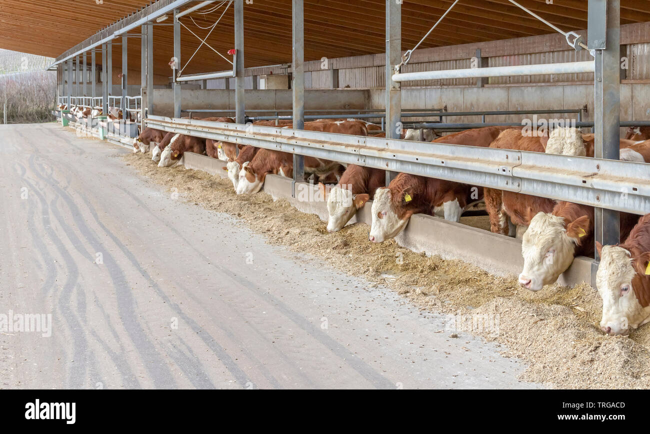 some cattle at feed in a barn seen in Southern Germany Stock Photo - Alamy