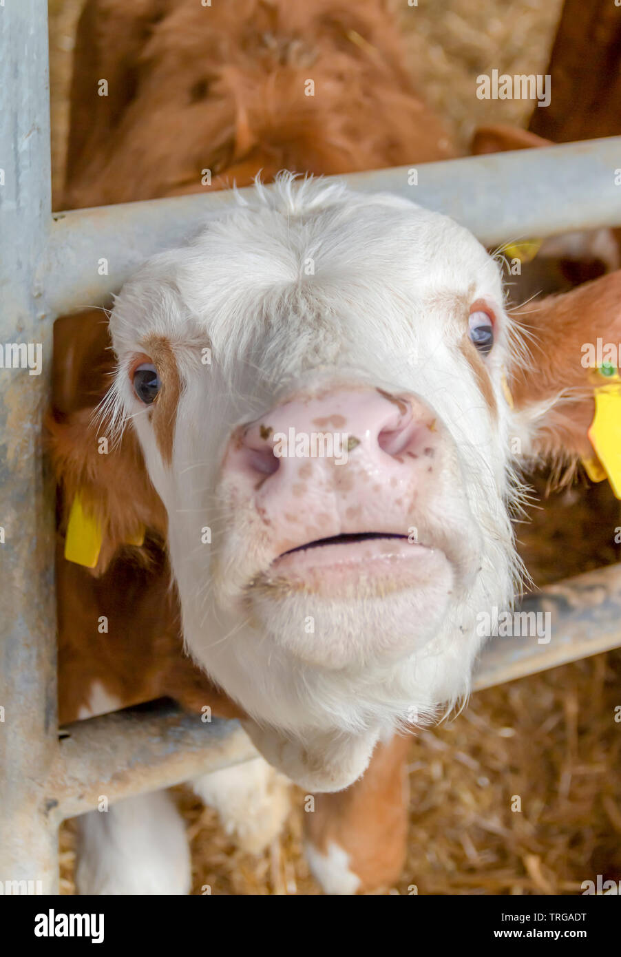Suffering cow hi-res stock photography and images - Alamy