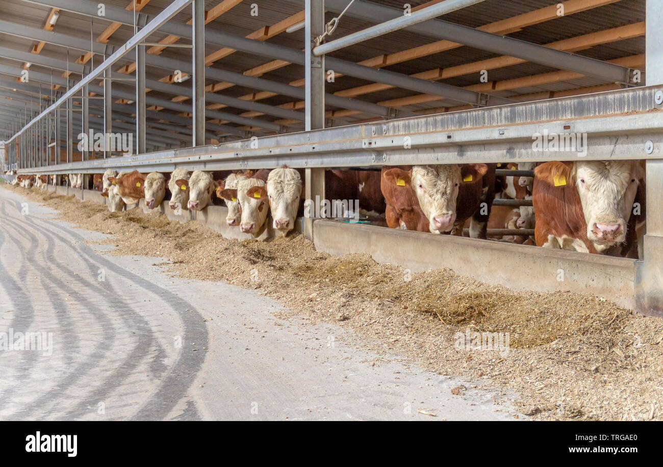 Germany cow barn hi-res stock photography and images - Alamy